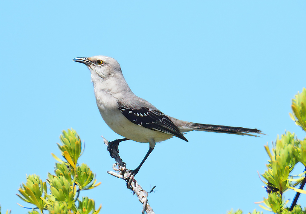 Tropical Mockingbird from Telchac Puerto, Yucatan, Mexico on February ...