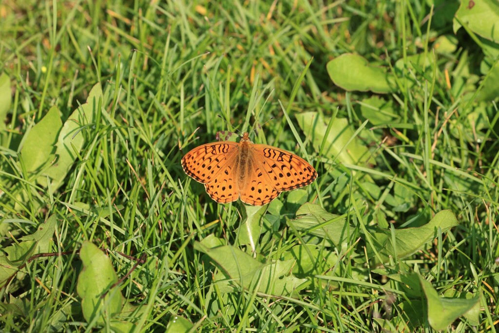Northwestern Fritillary from Lockerby Conservation Site Red Deer County ...