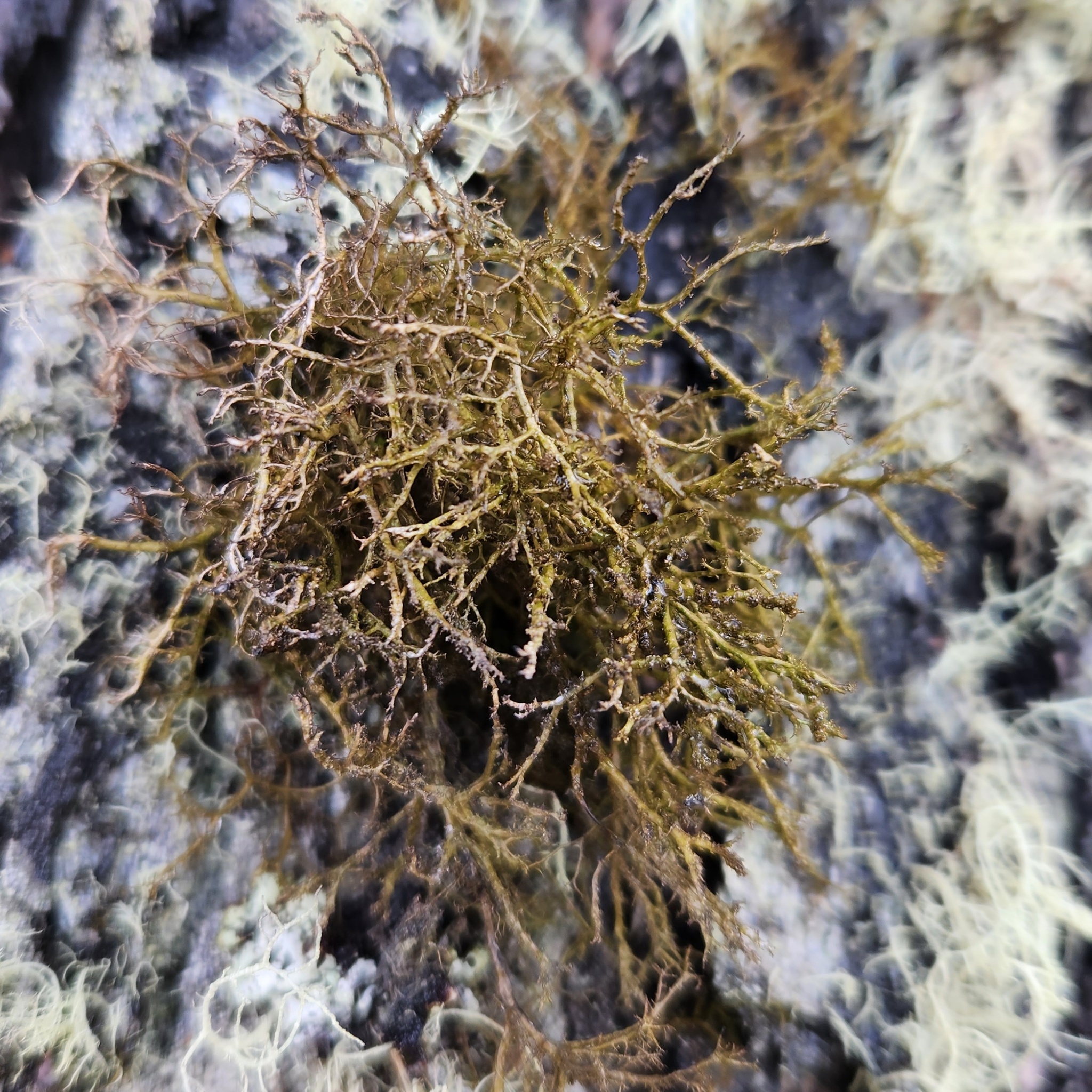Misodendraceae