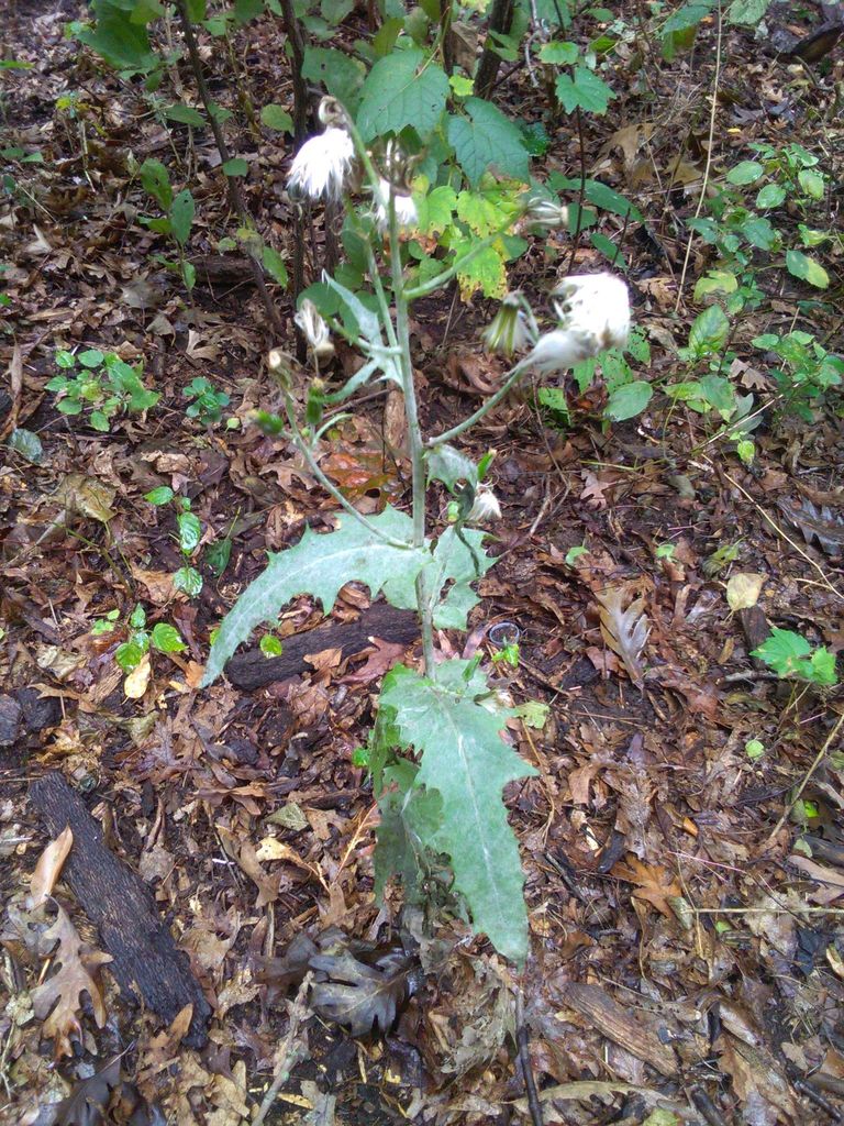 American burnweed from Techny, Northbrook, IL, USA on September 30 ...