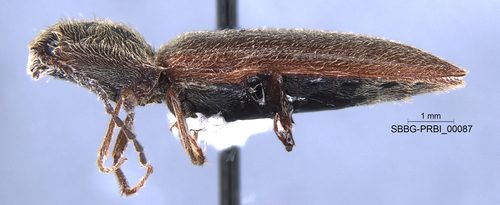 Western Field Wireworm (Limonius infuscatus) · iNaturalist United Kingdom
