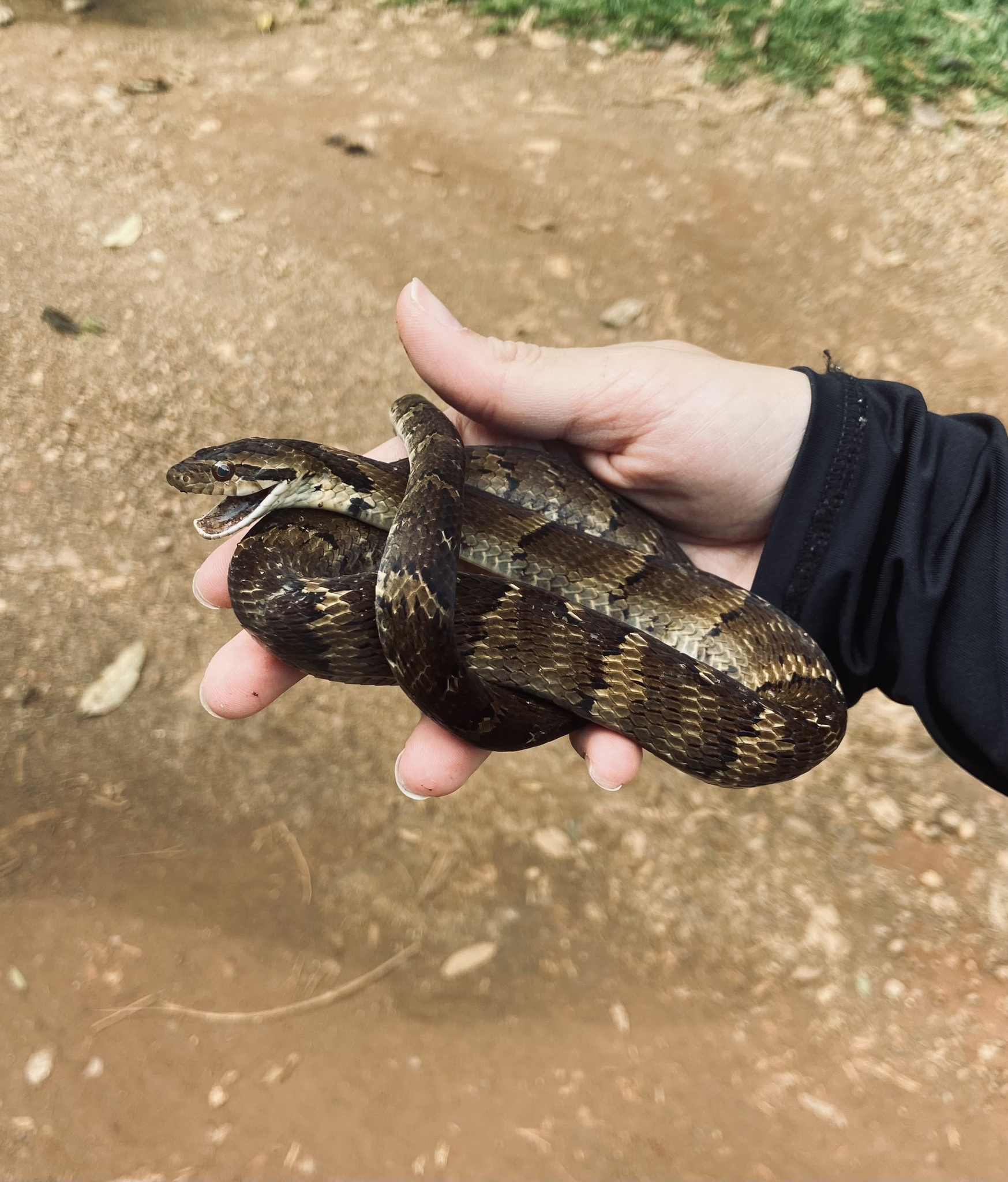 Xenodon neuwiedii Günther, 1863