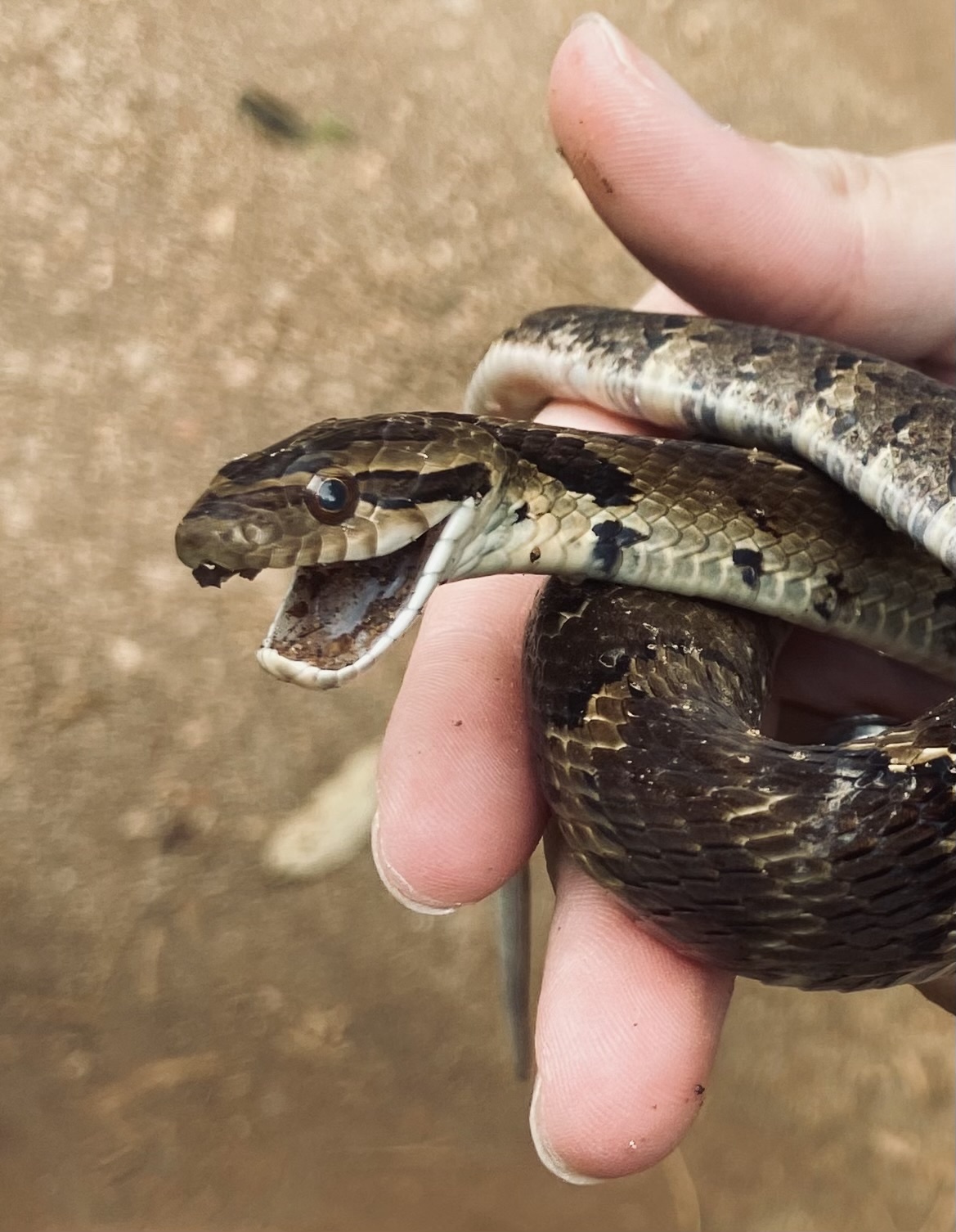 Xenodon neuwiedii Günther, 1863