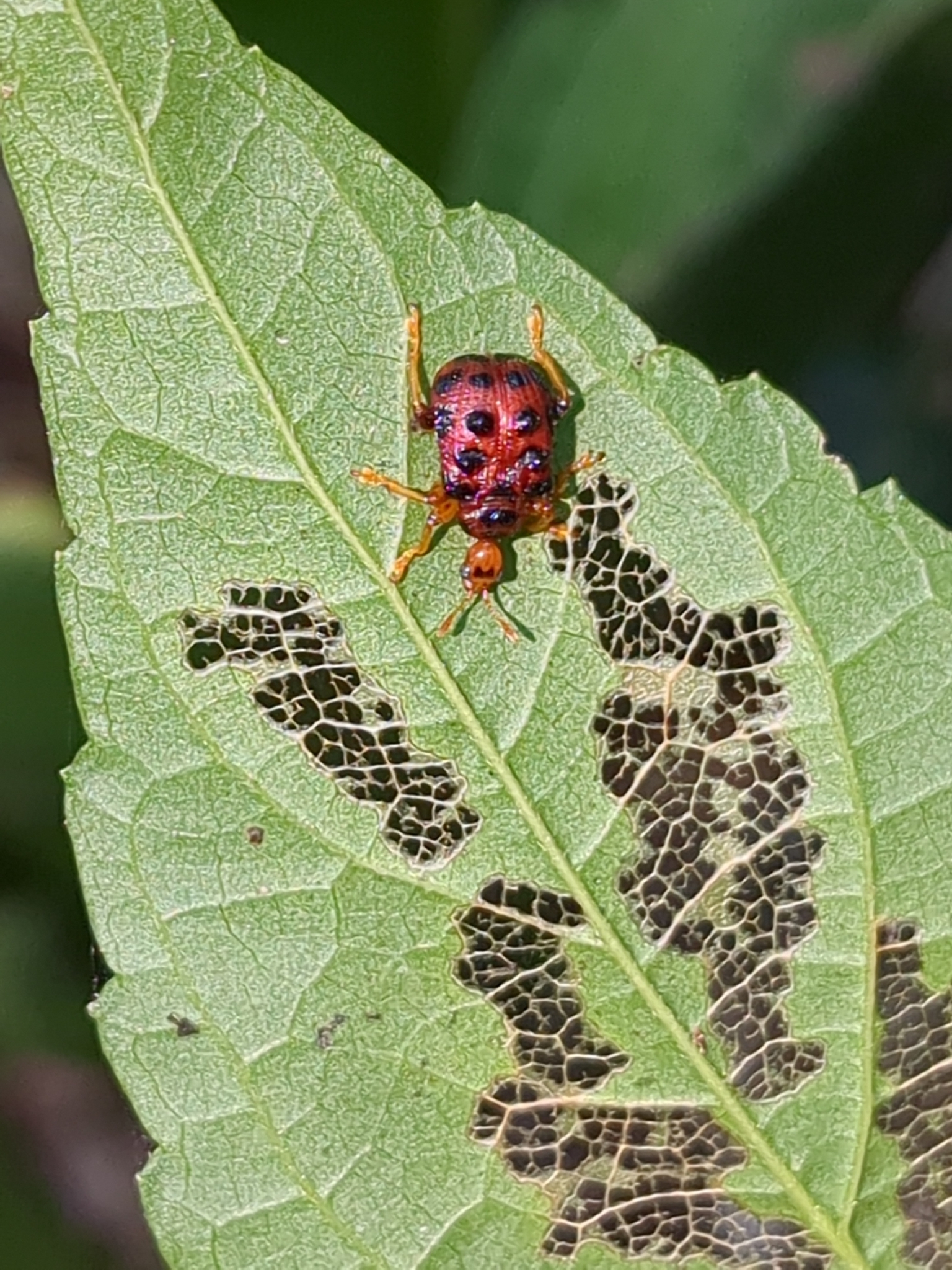 Agomadaranus pardaloides (Voss, 1924)