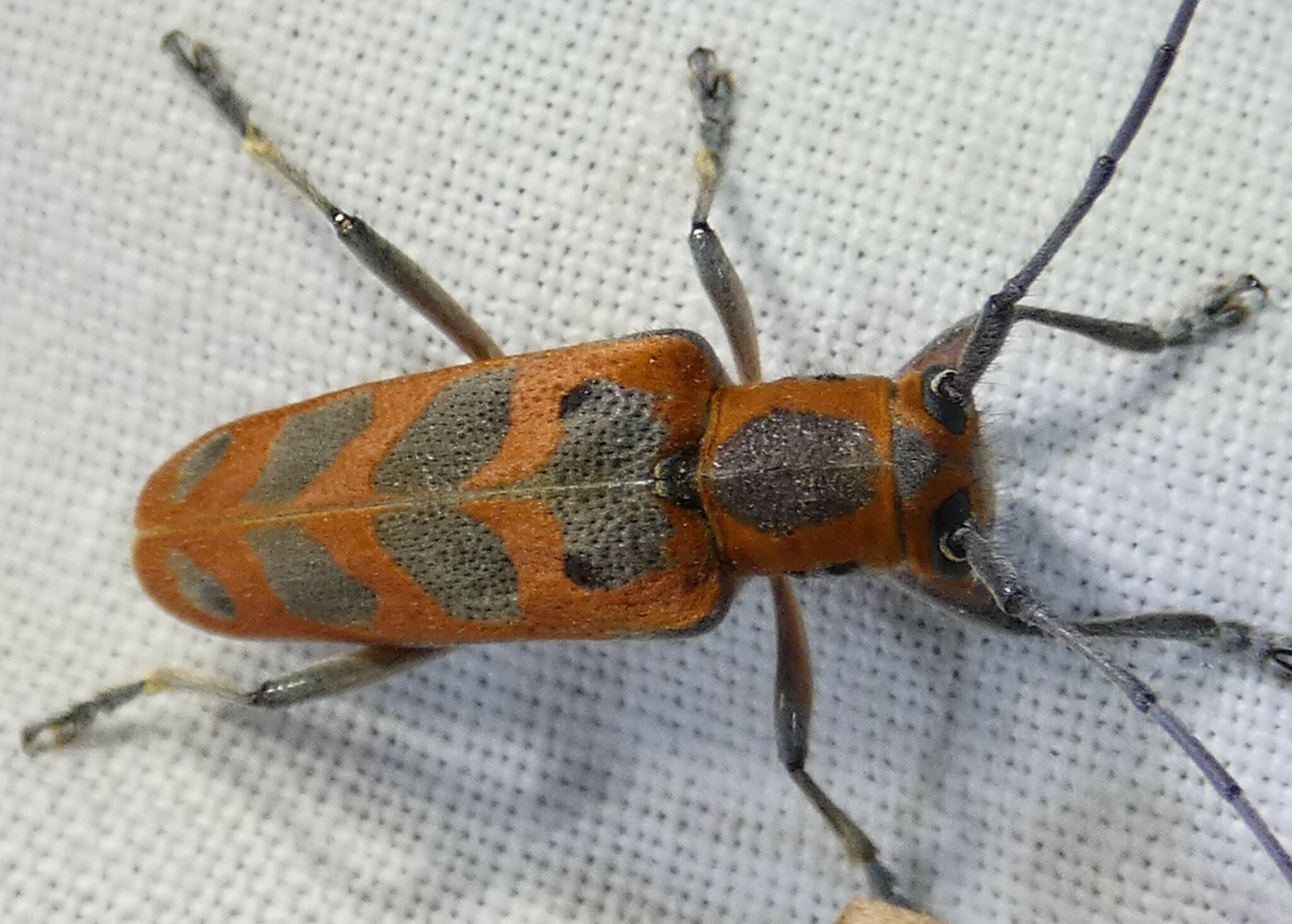Saperda tridentata Olivier, 1795