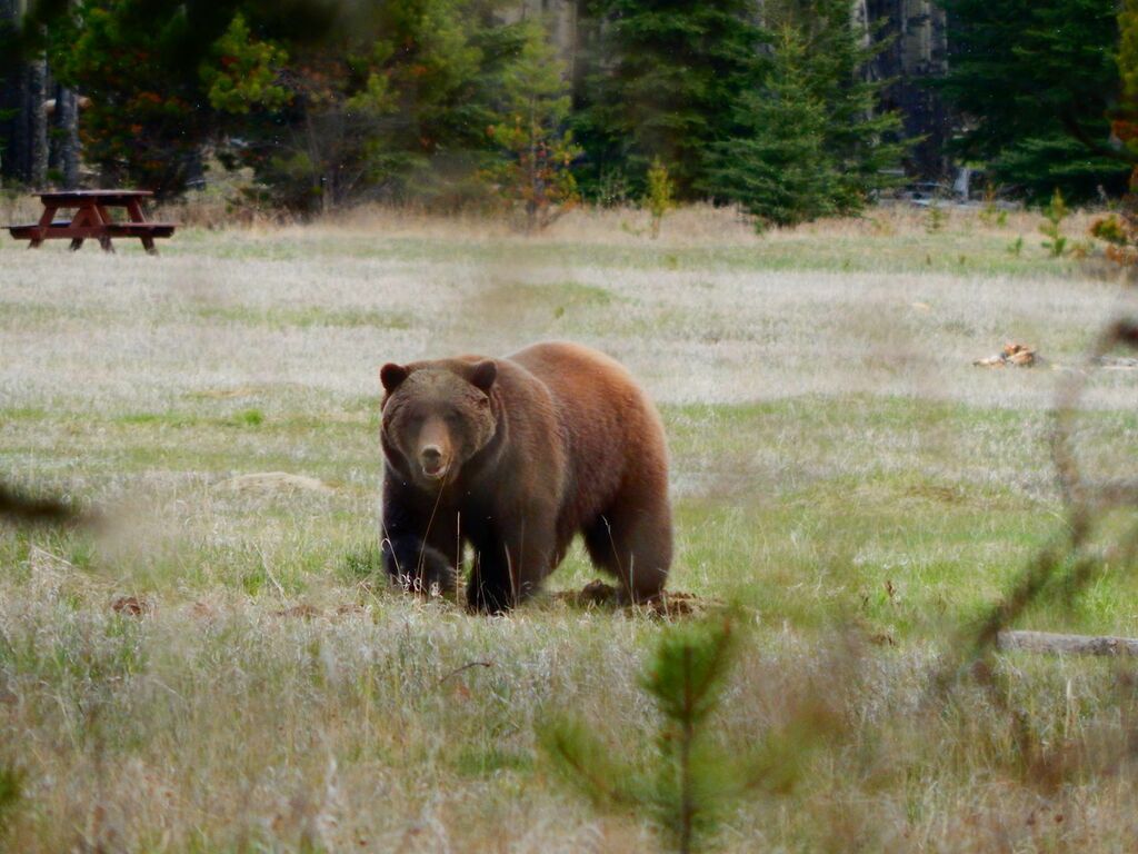 Grizzly Bear in May 2017 by Jonah Timms · iNaturalist