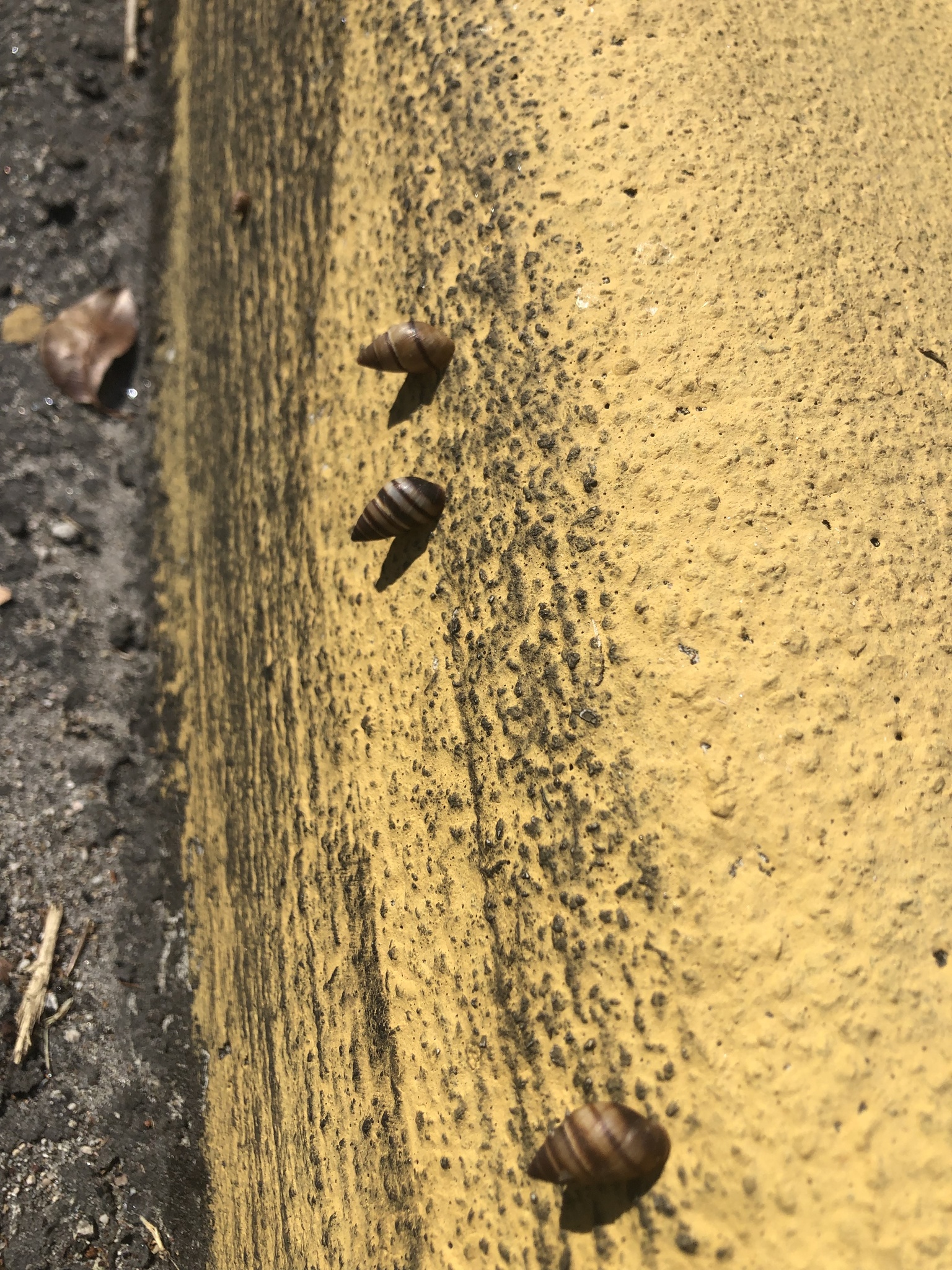 Bulimulus guadalupensis (Bruguière, 1789)