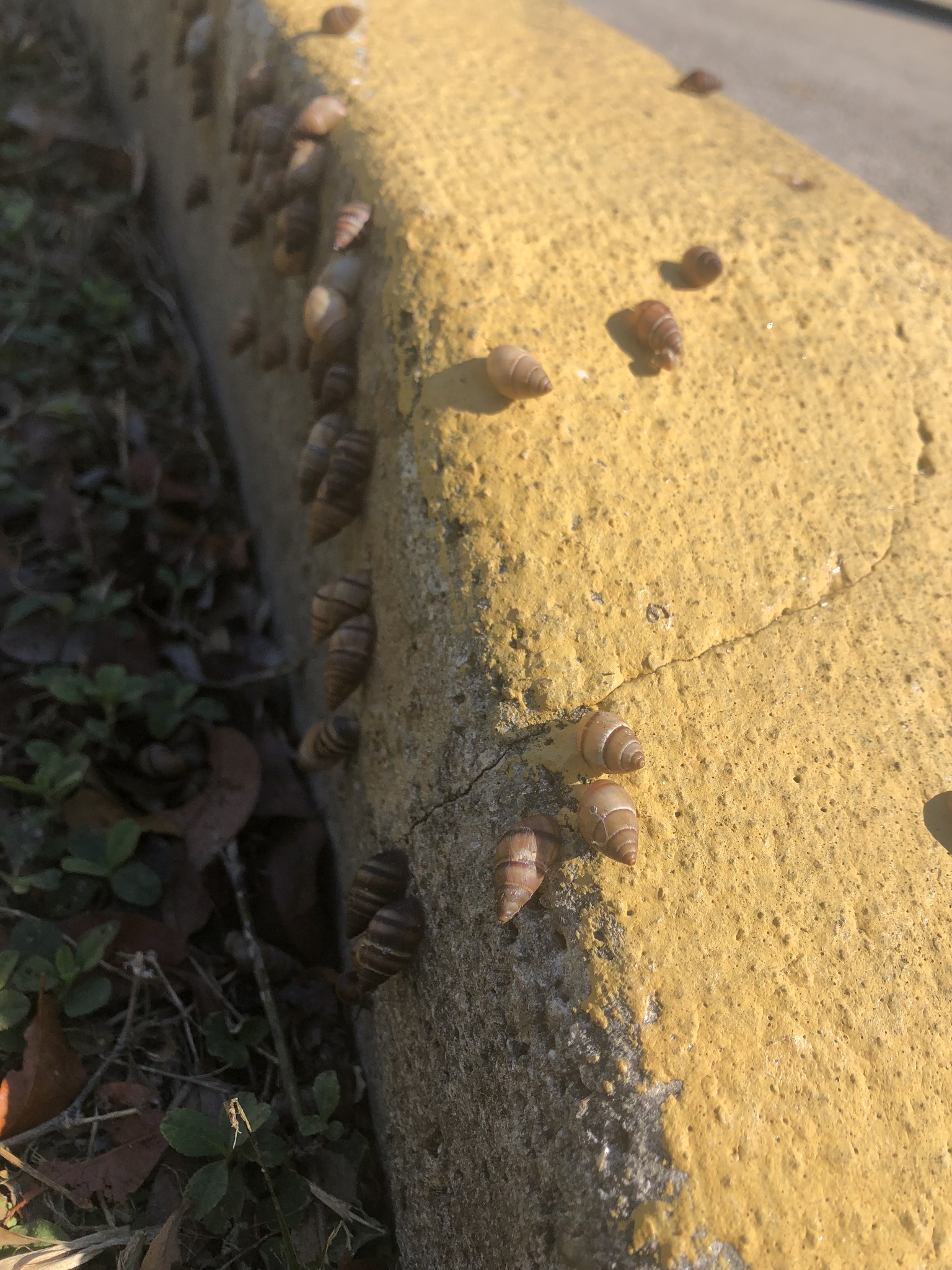 Bulimulus guadalupensis (Bruguière, 1789)