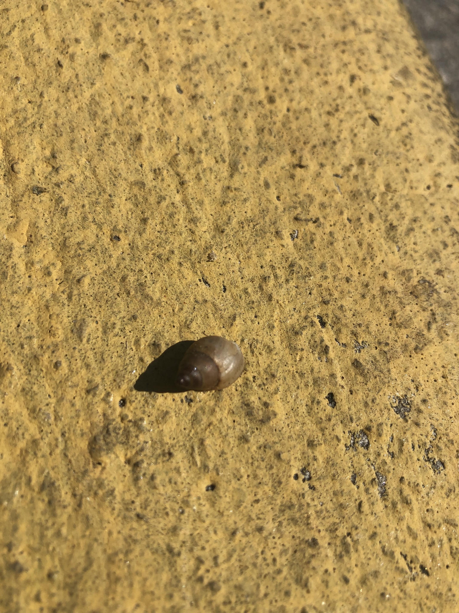 Bulimulus guadalupensis (Bruguière, 1789)