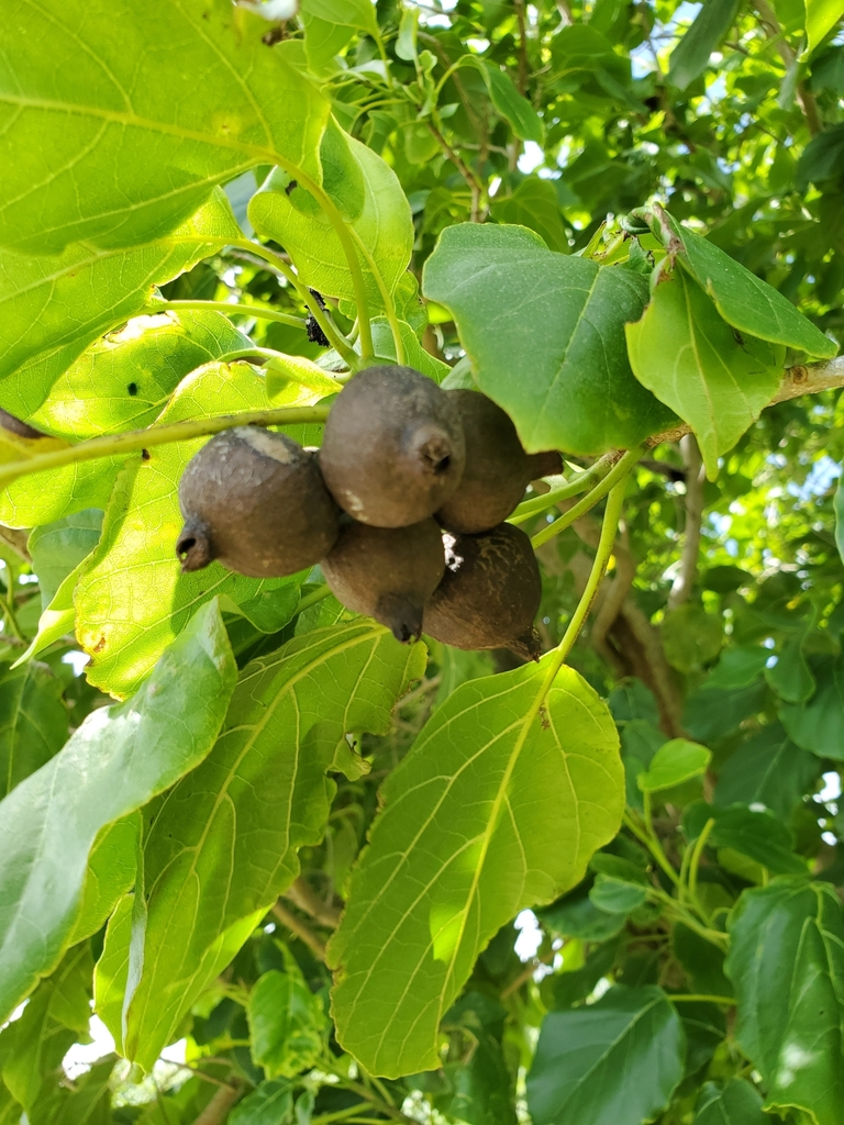 Kerosene Tree (Cordia subcordata) - Botanical Realm