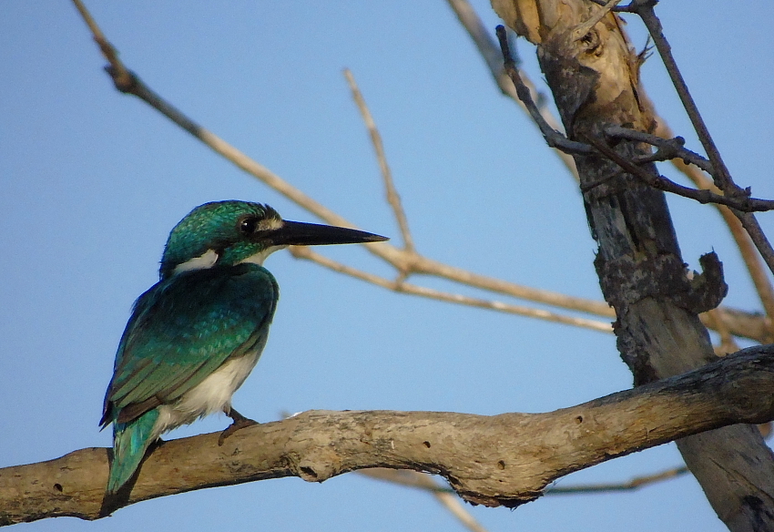 Alcedo coerulescens Vieillot, 1818