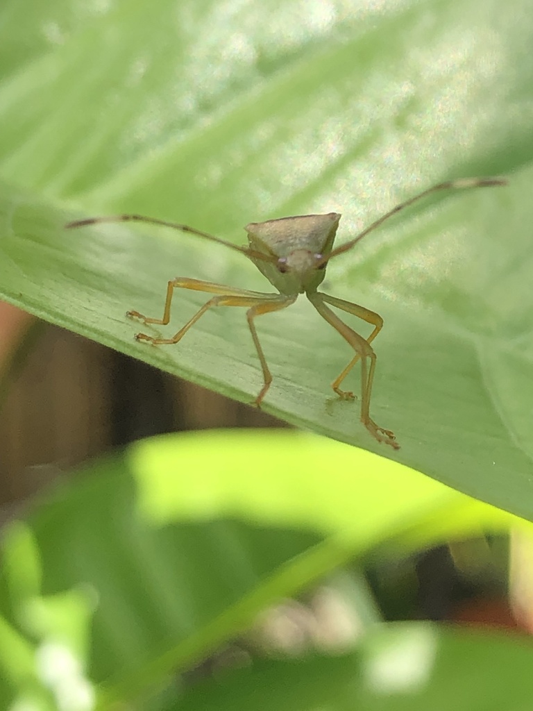 Fruit Spotting Bug from Cottesloe Dr, Kewarra Beach, QLD, AU on March ...