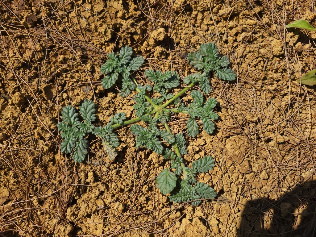 Coldenia procumbens in February 2023 by 曾昱承 Yu-Cheng Zeng · iNaturalist