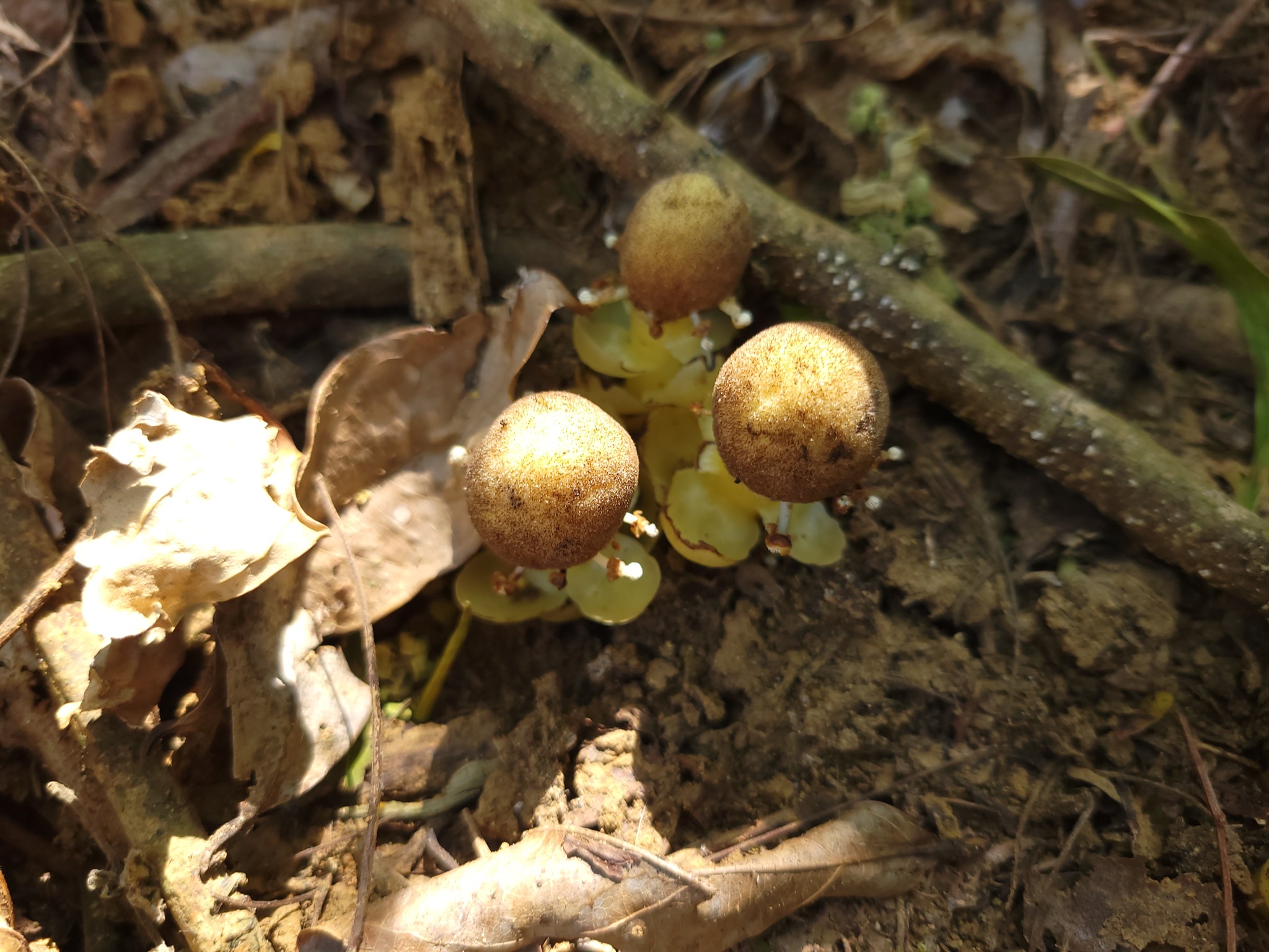 Balanophora J.R.Forst. & G.Forst.