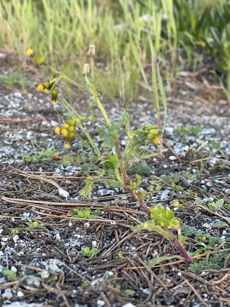 common groundsel from California State University, Monterey Bay, Marina ...