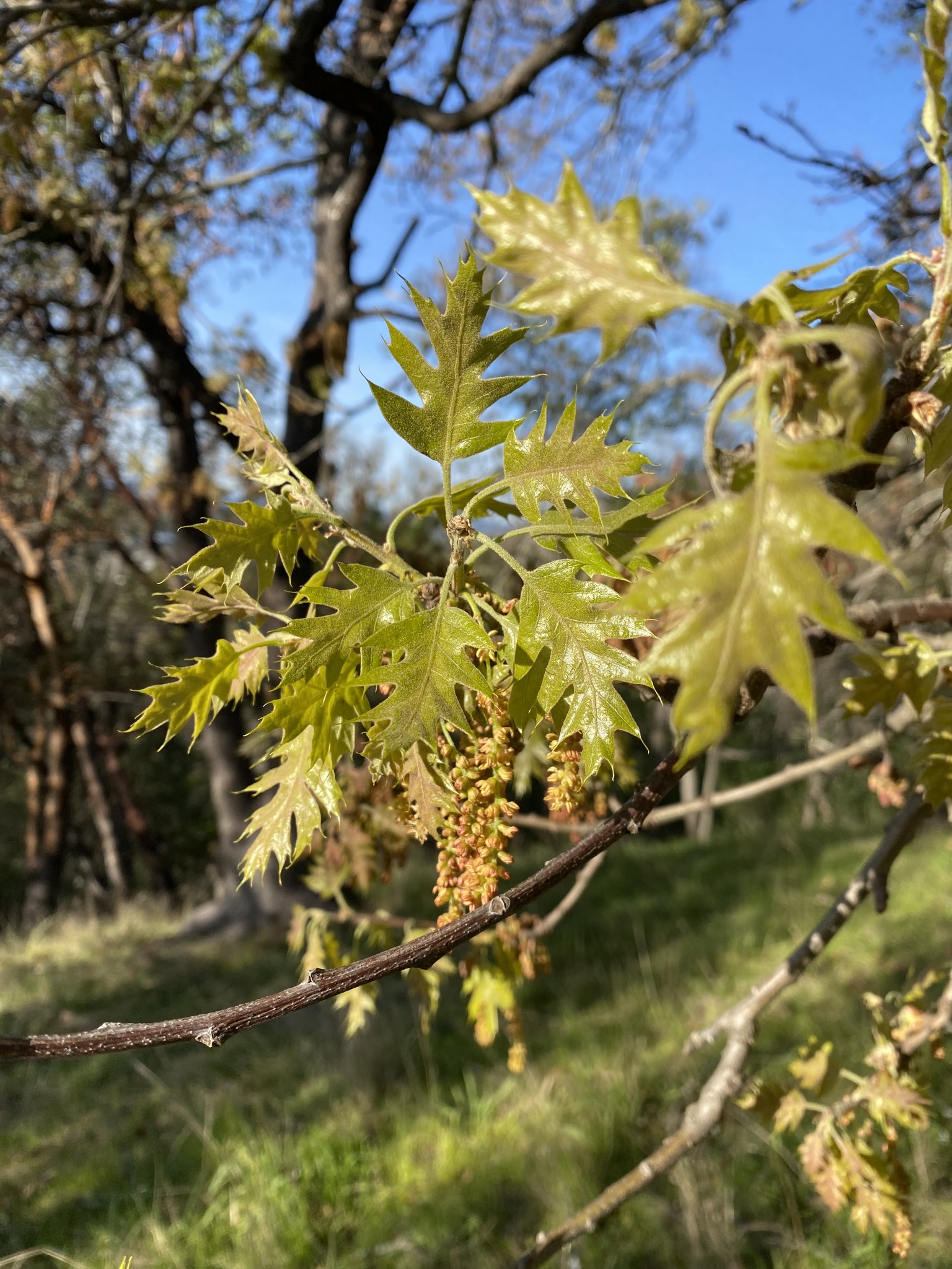 Quercus kelloggii Newb.