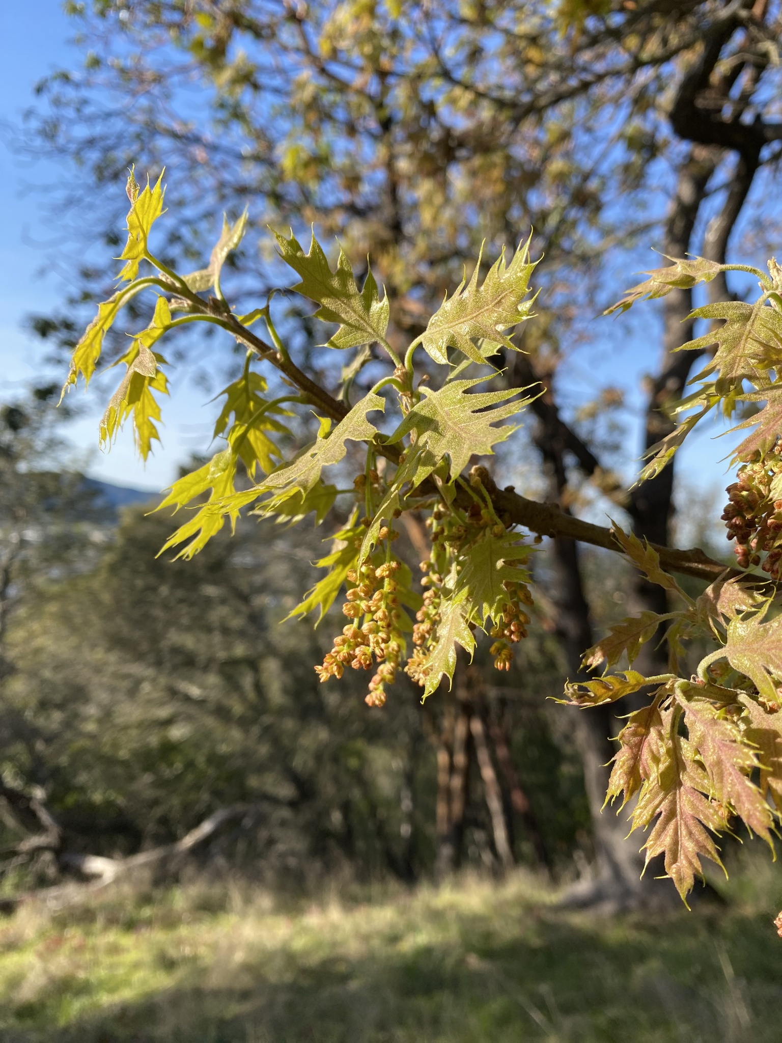 Quercus kelloggii Newb.