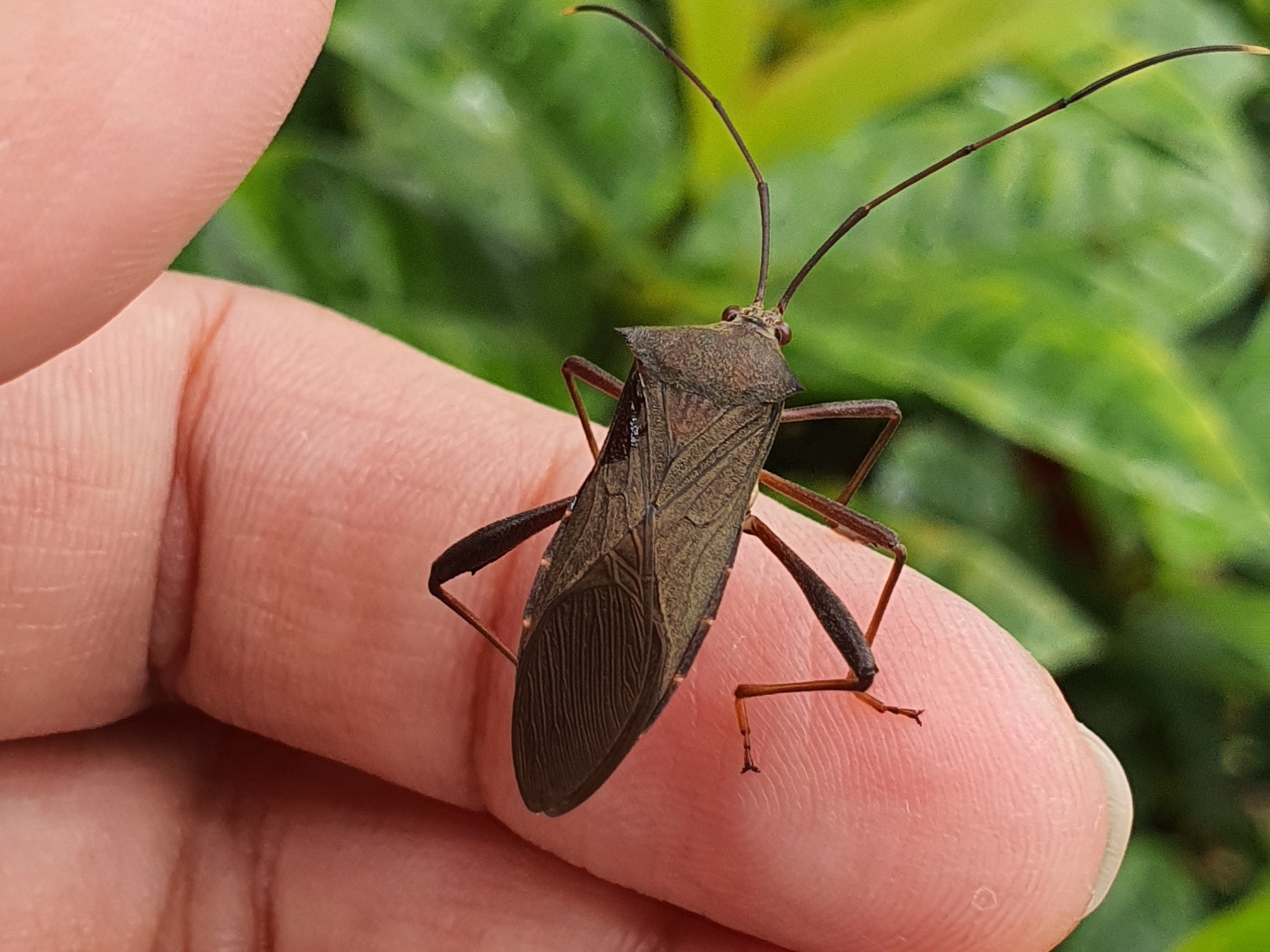 Mictis longicornis Westwood, 1842