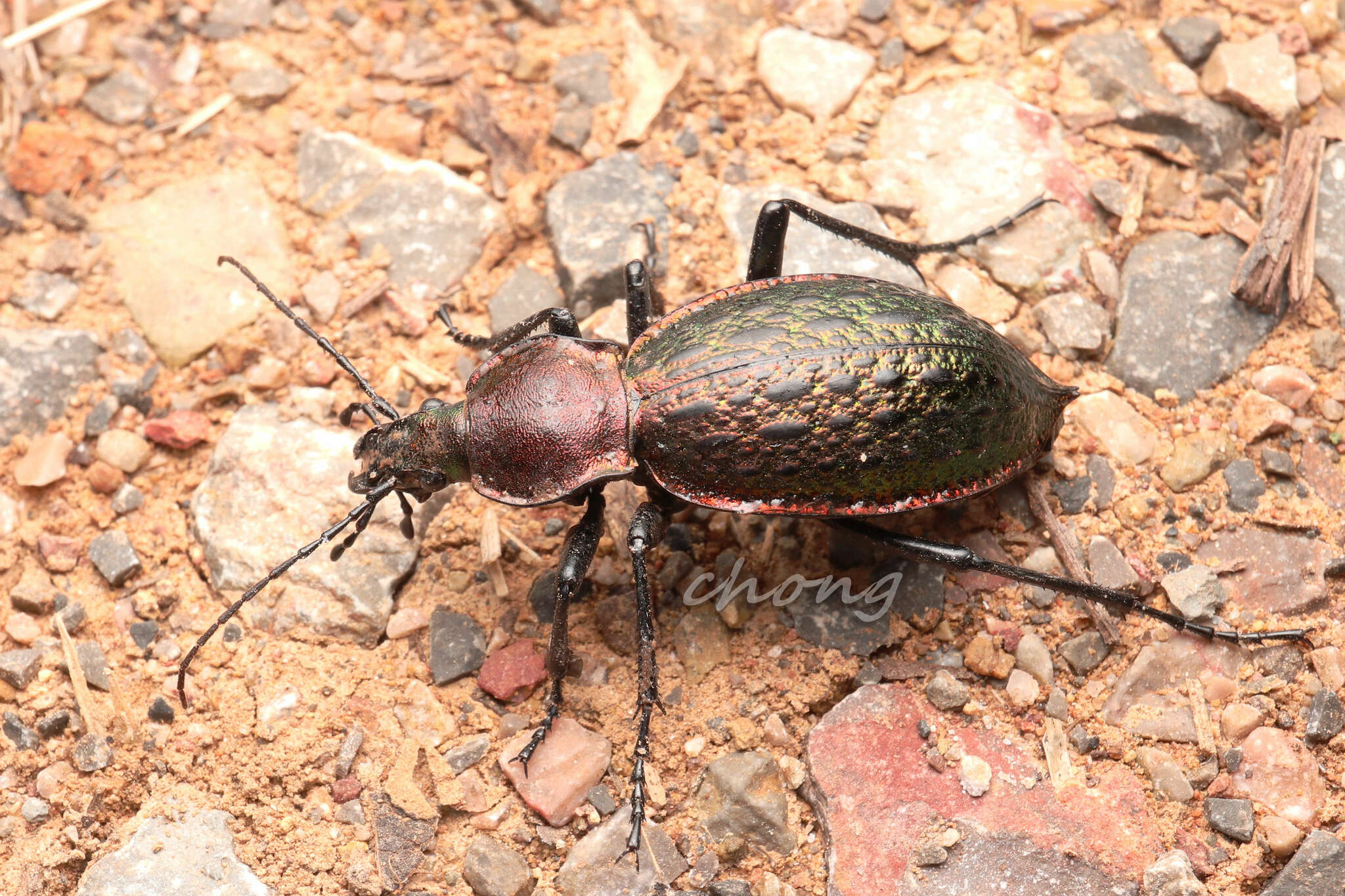 Carabus lafossei Feisthamel, 1845