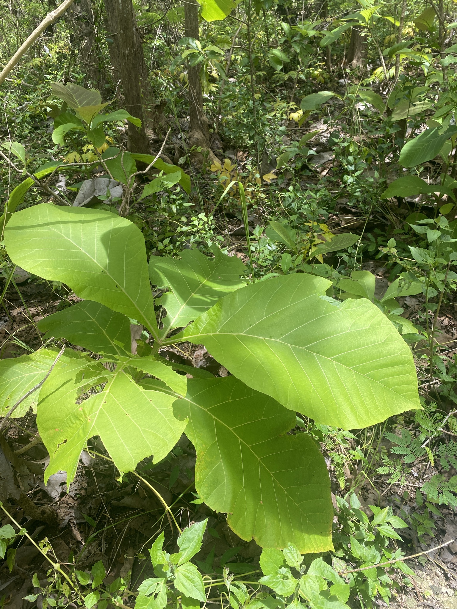 Tectona grandis L.f.