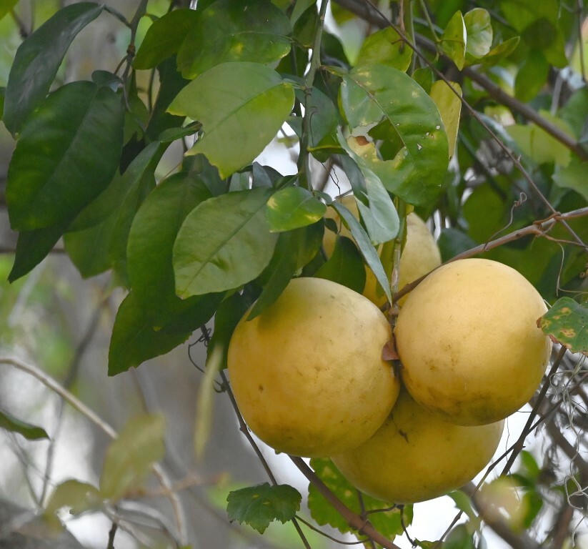 Citrus ×aurantium L.