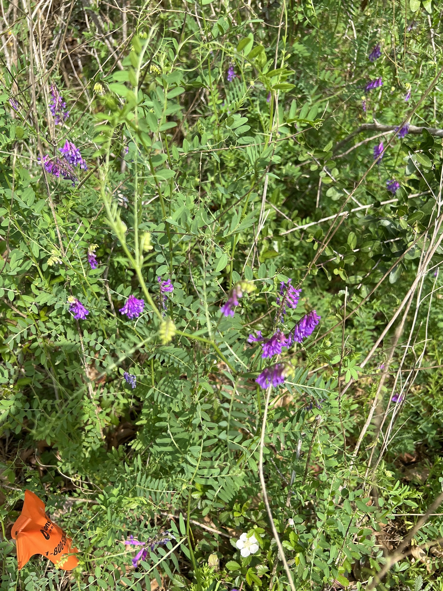 Vicia villosa Roth