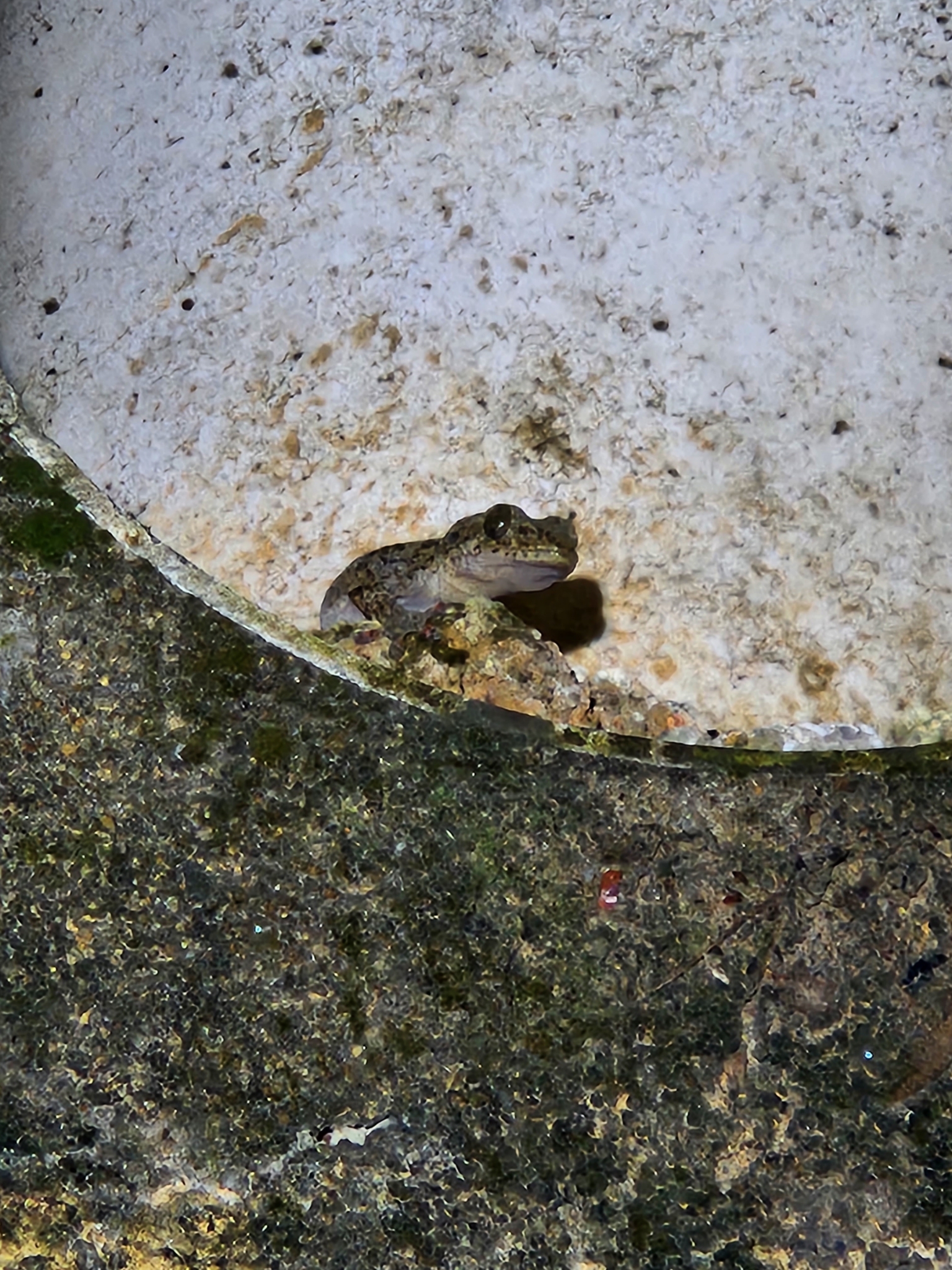 Gekko chinensis (Gray, 1842)