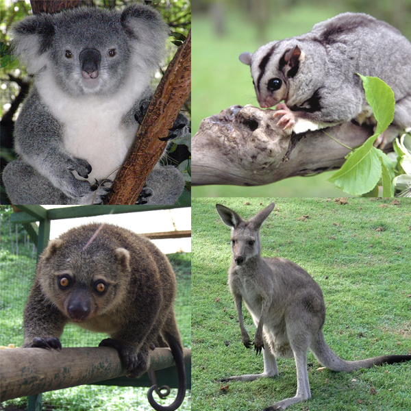 Marsupials (Marsupialia) - Know Your Mammals