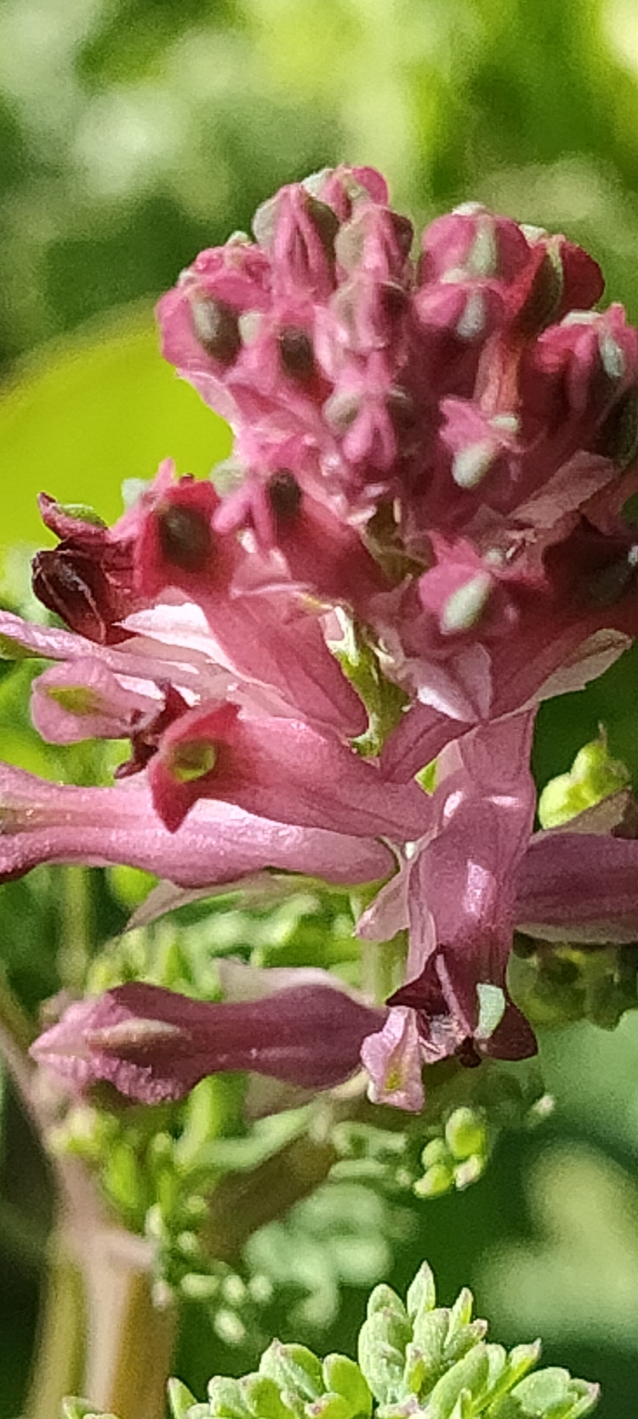 Fumaria officinalis L.