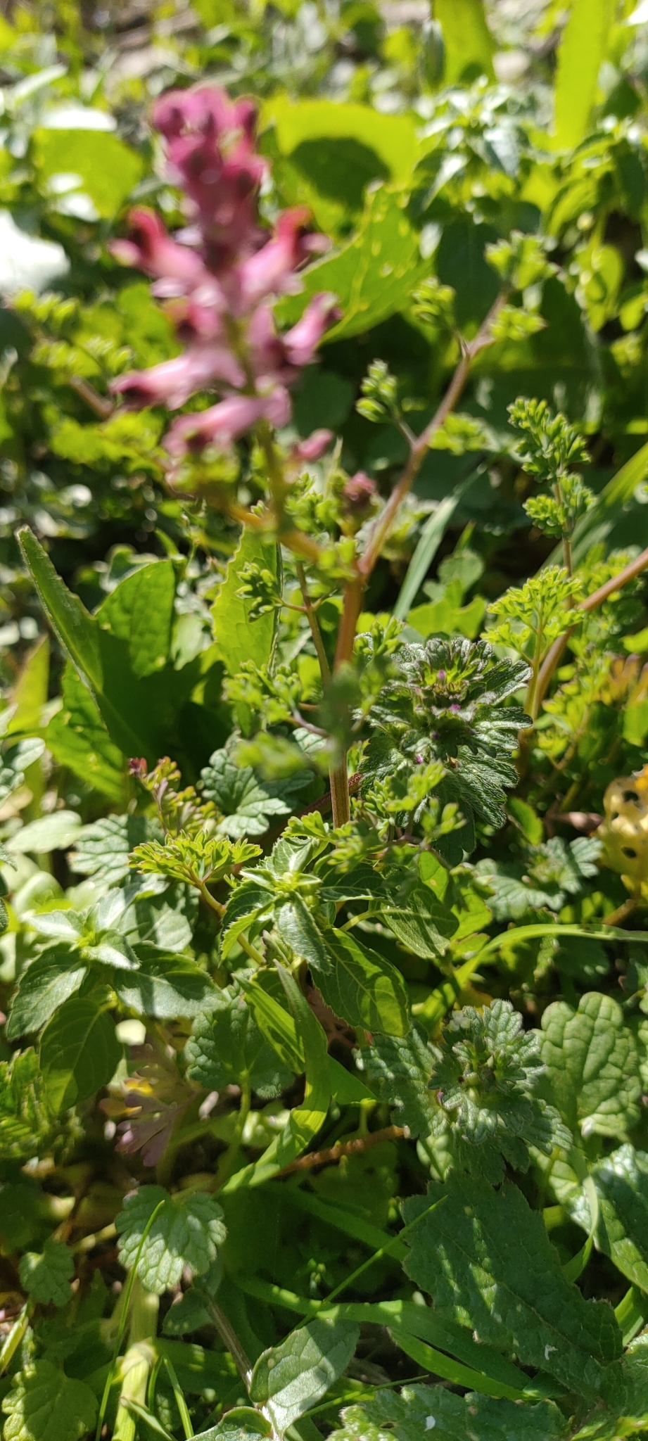 Fumaria officinalis L.