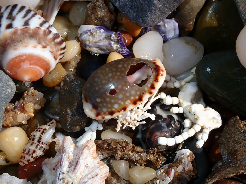 lined-lip cowrie from Barcoongere NSW 2460, Australia on March 02, 2023 ...