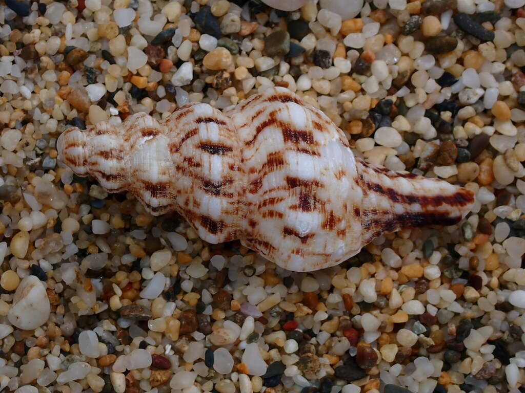 Nicobar spindle from Barcoongere NSW 2460, Australia on March 02, 2023 ...