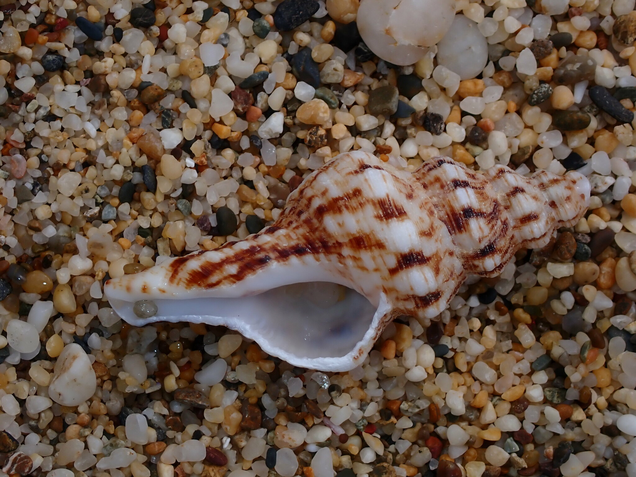 Marmorofusus nicobaricus (Röding, 1798)