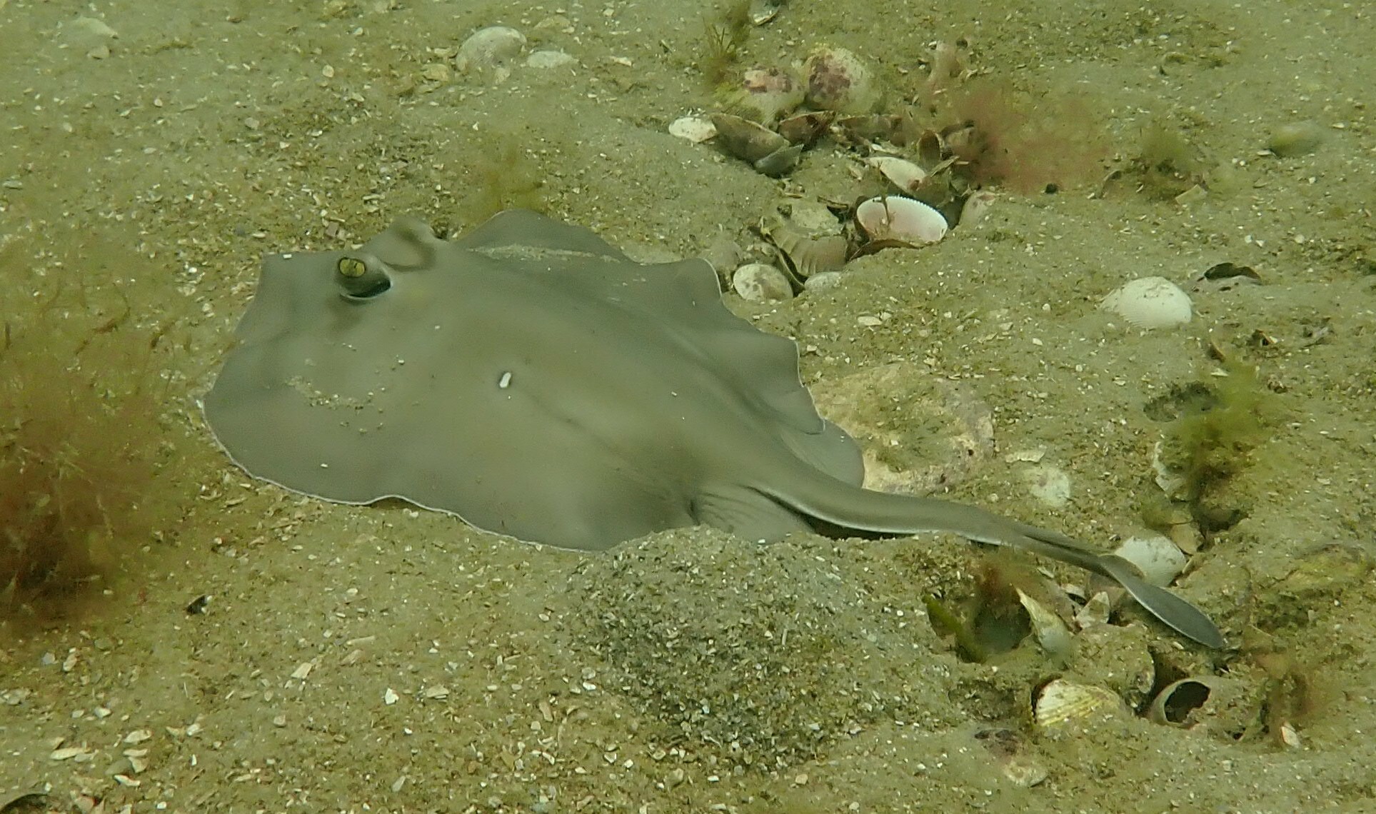 Urolophus paucimaculatus Dixon, 1969
