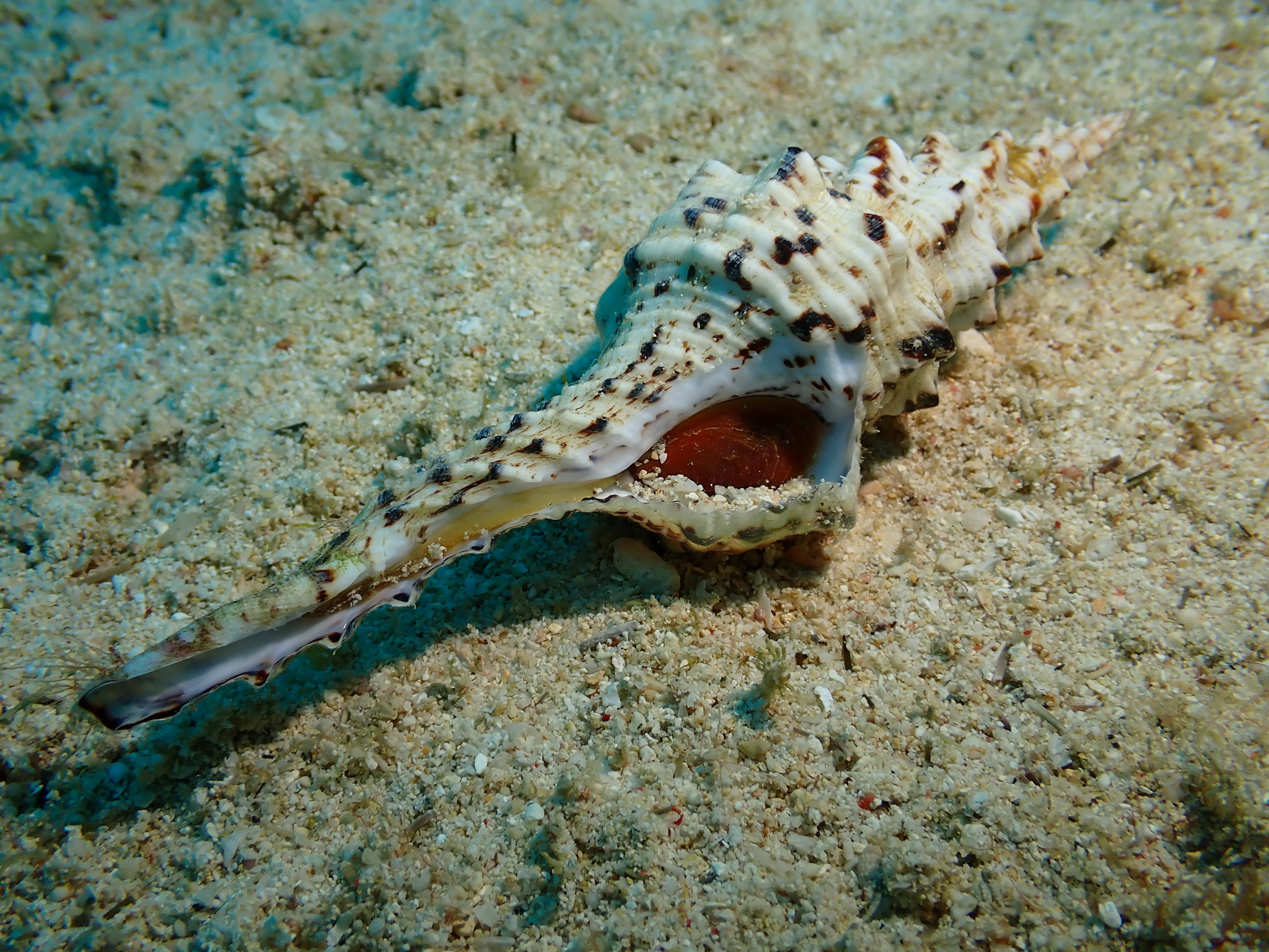 Marmorofusus nicobaricus (Röding, 1798)