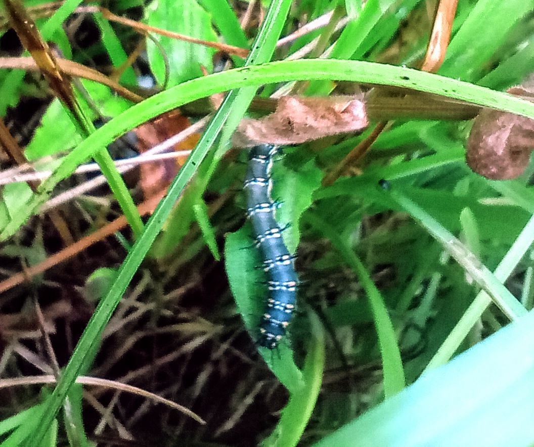 Acraea encedon Linnaeus, 1758