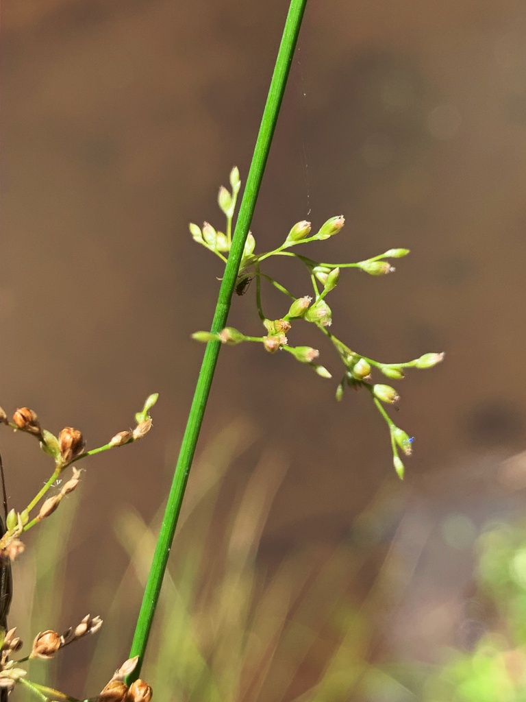 Loose-flowered Rush from Killarney, QLD, AU on January 13, 2023 at 01: ...