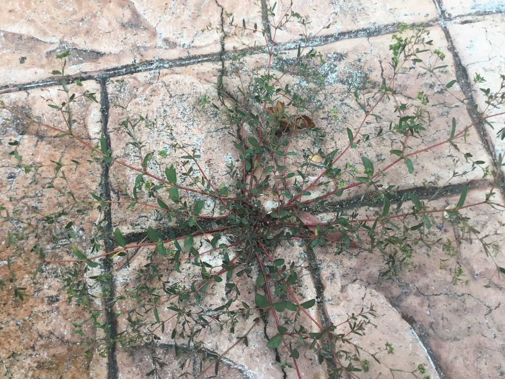 hyssop spurge in March 2023 by Cyan Fox · iNaturalist