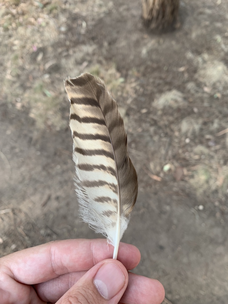 Birds from Strathnaver Reserve, Oak Park, VIC, AU on March 02, 2023 at ...