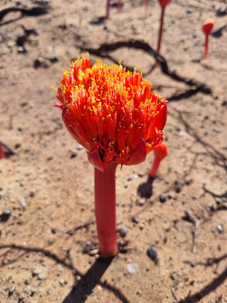 Smooth Bloodlily from Witzenberg Local Municipality, South Africa on ...