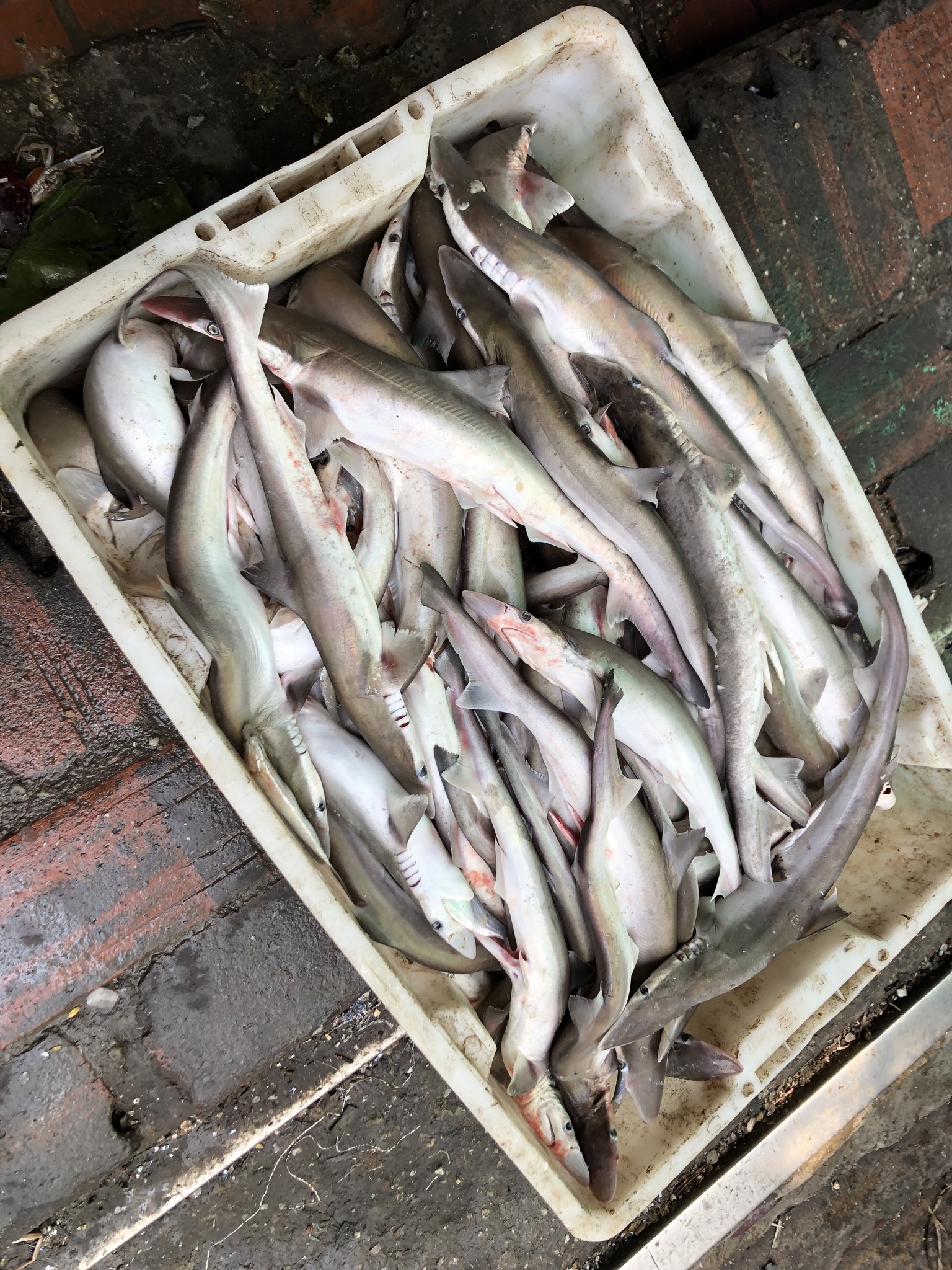 Scoliodon Müller & Henle, 1837