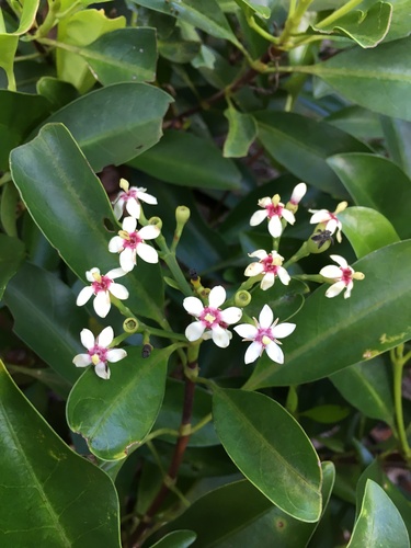 Tarenna microcarpa · iNaturalist