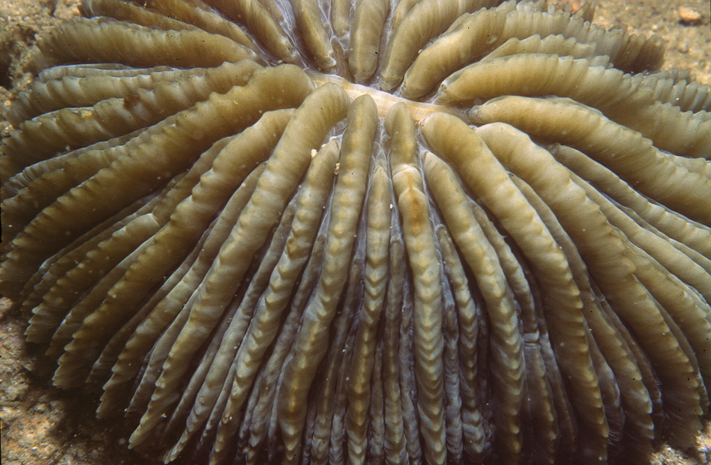 Lithophyllon concinna from Semporna, MY-SA, MY on January 1, 2000 by ...