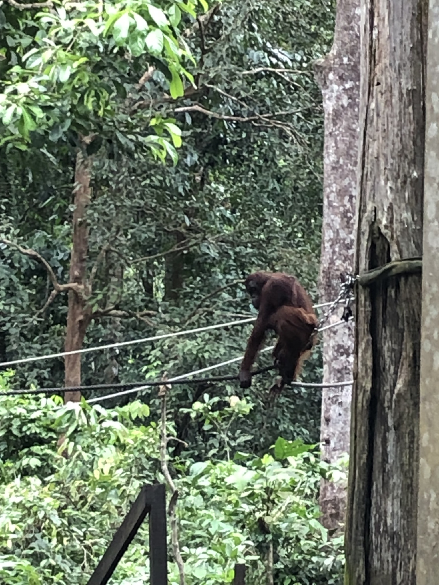 Pongo pygmaeus (Linnaeus, 1760)