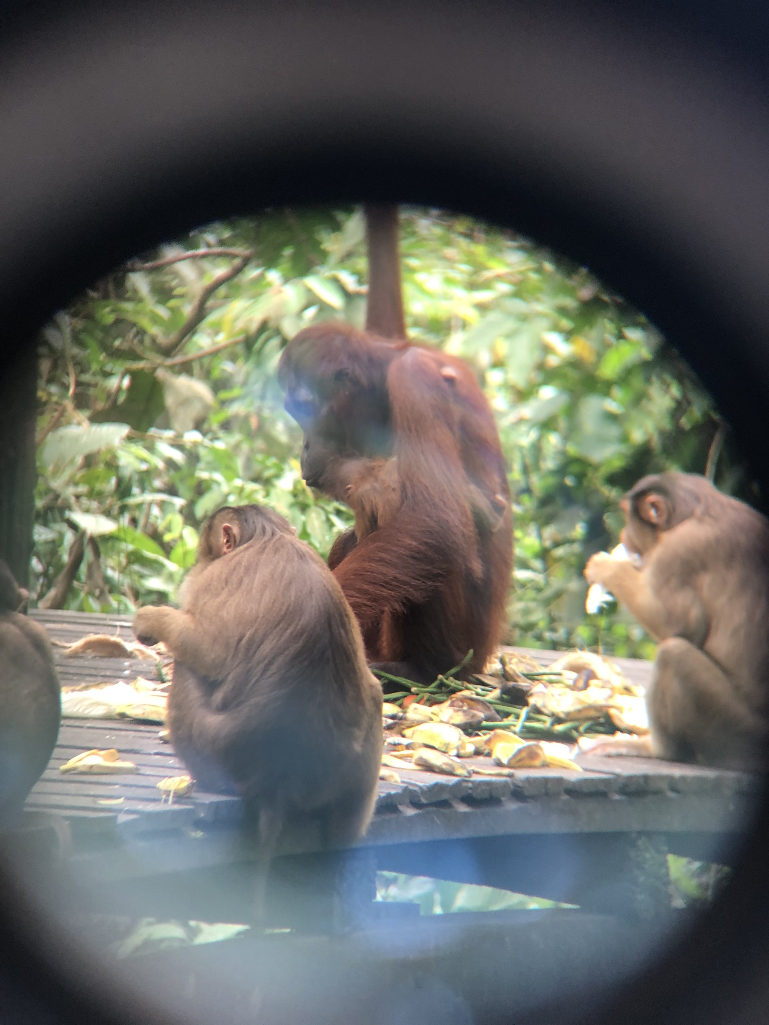 Pongo pygmaeus (Linnaeus, 1760)