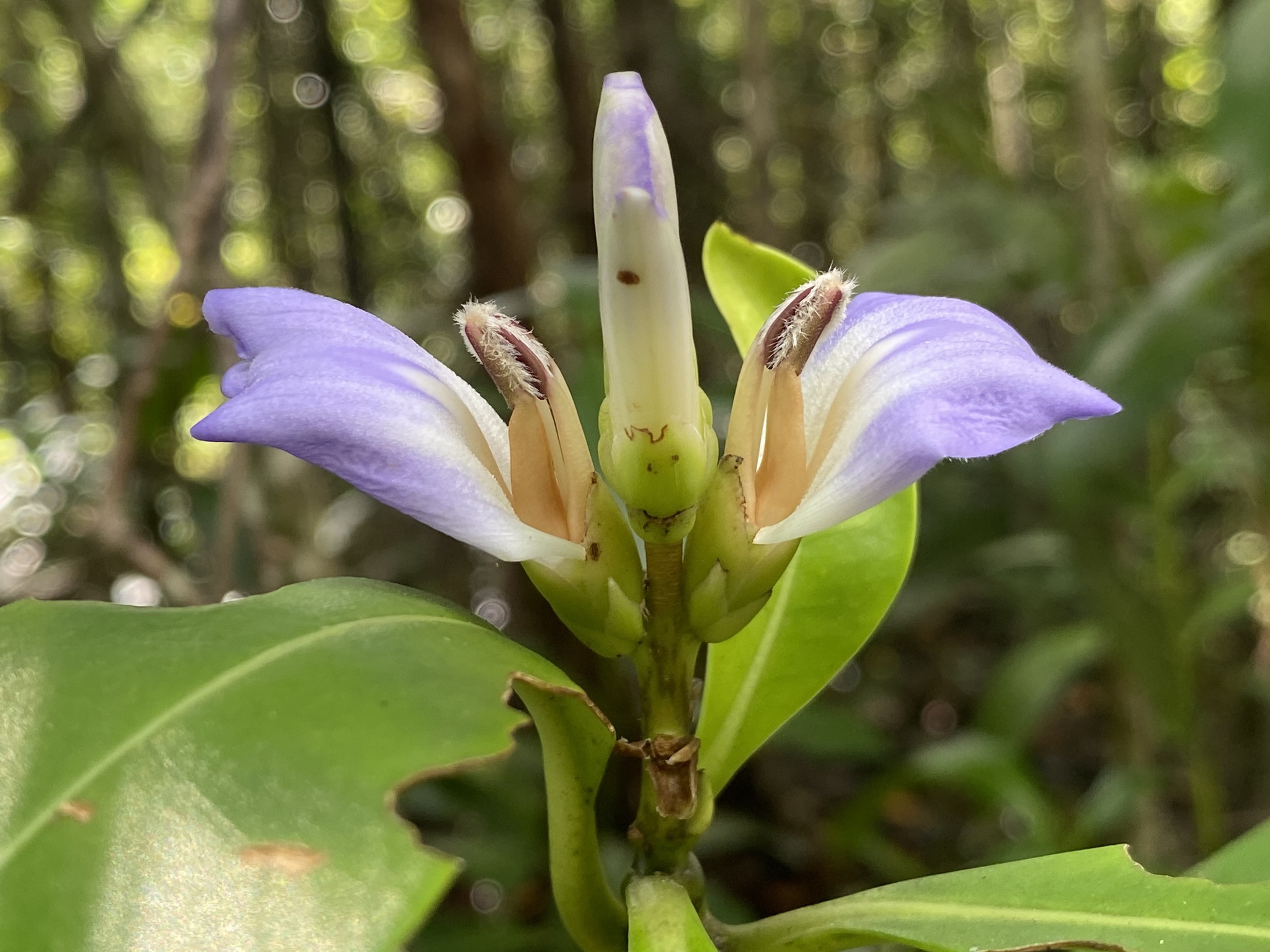 Acanthus ilicifolius L.