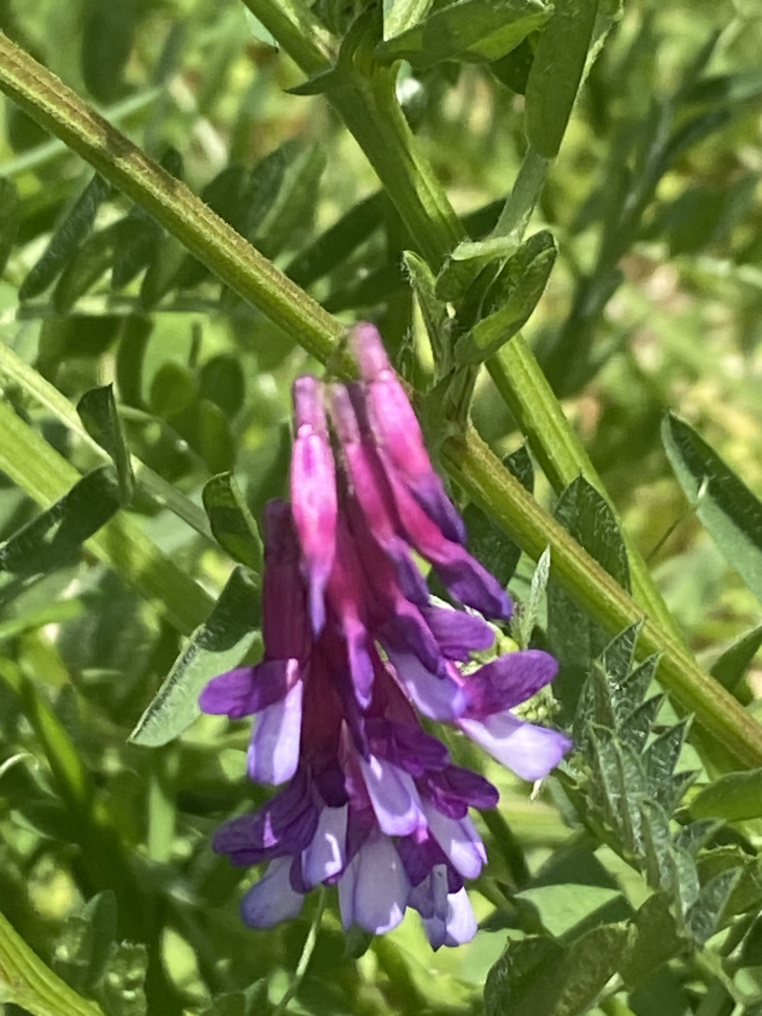 Vicia villosa Roth