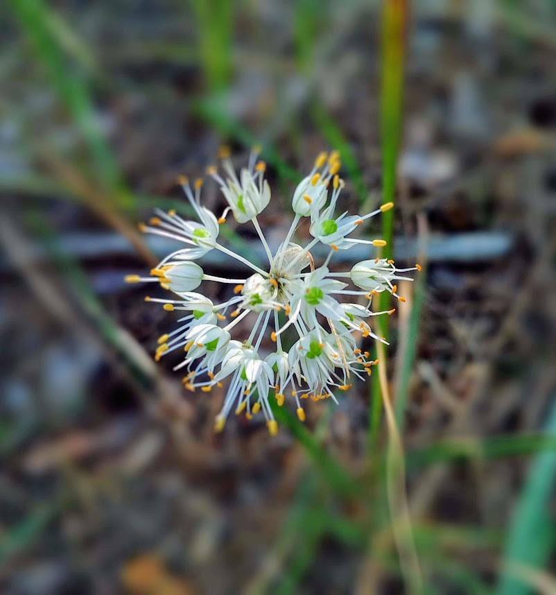 Allium saxatile M.Bieb.