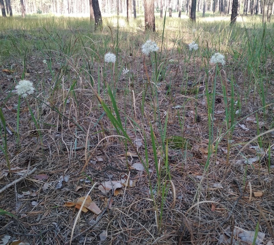 Allium saxatile M.Bieb.