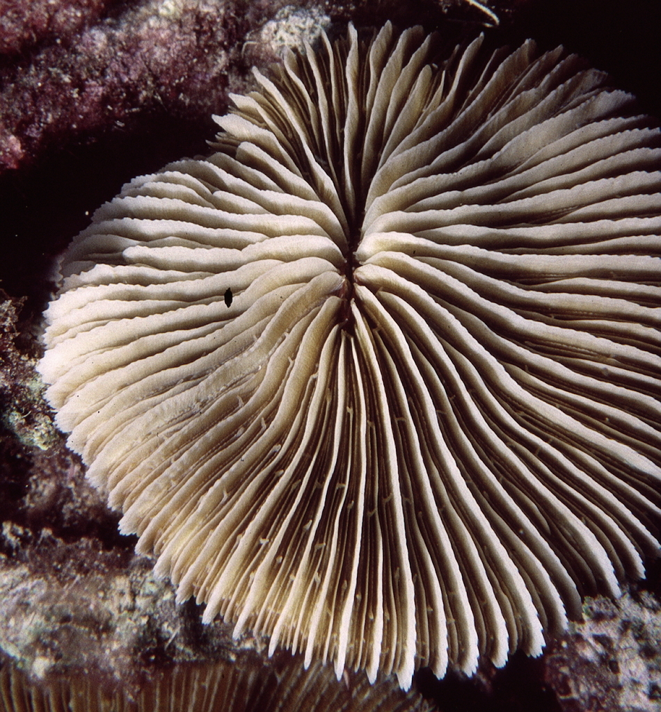 Lithophyllon repanda from Lahad Datu, MY-SA, MY on January 1, 2000 by ...